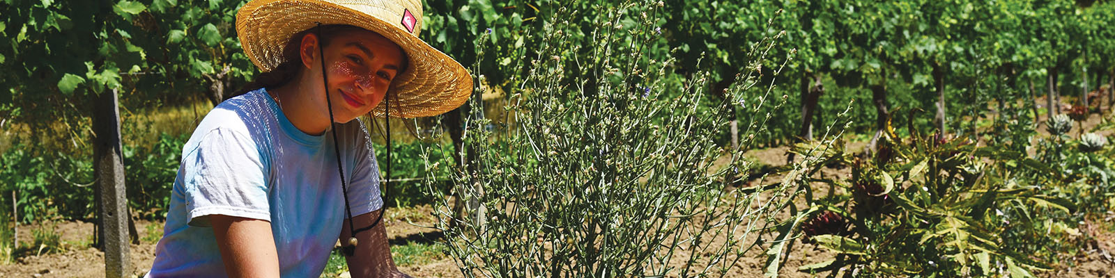 Agricultural Studies and Technologies - LdM Institute